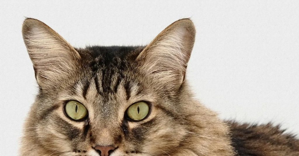 28 Meme Gifts for the Meme Lover in Your Life - Retailey